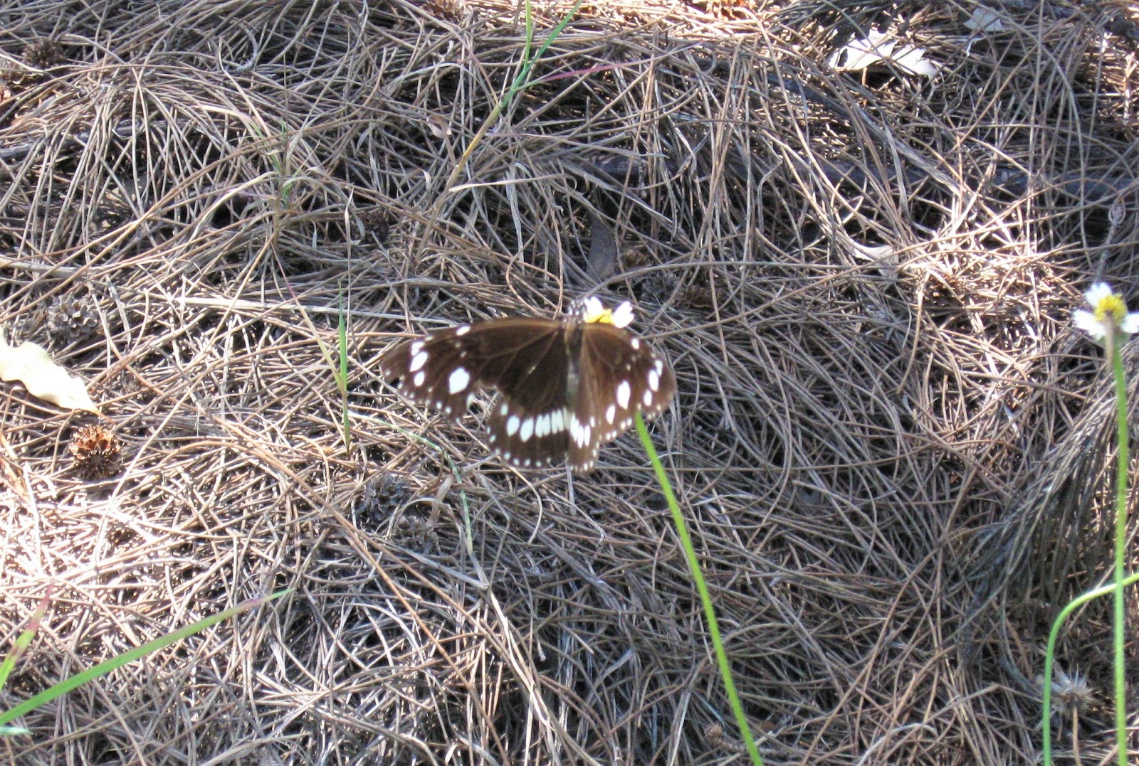 Free as A Bird: Wulgurukaba Plant Trail