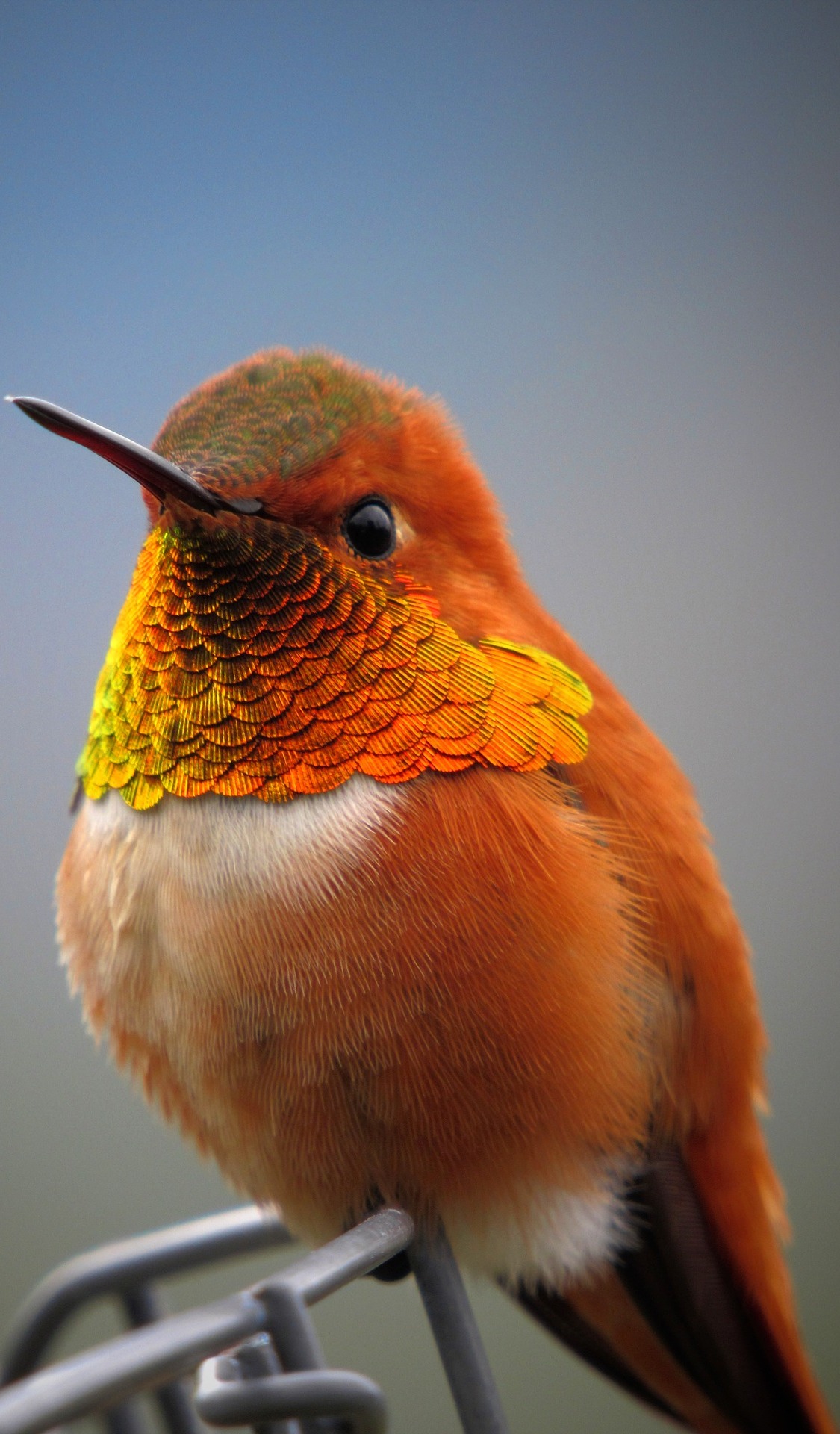 Beautiful rufous hummingbird - About Wild Animals