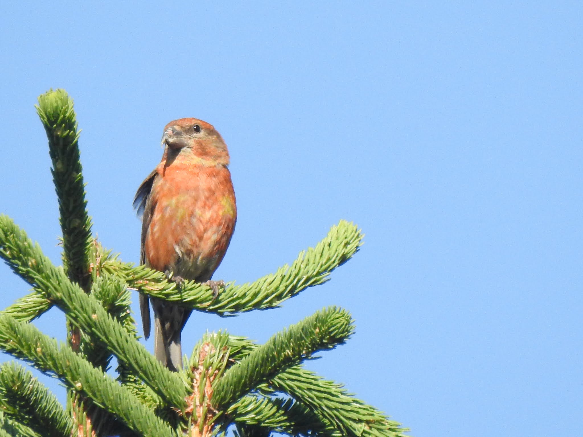 PASARI DIN ROMANIA: FORFECUTA (1), Loxia curvirostra