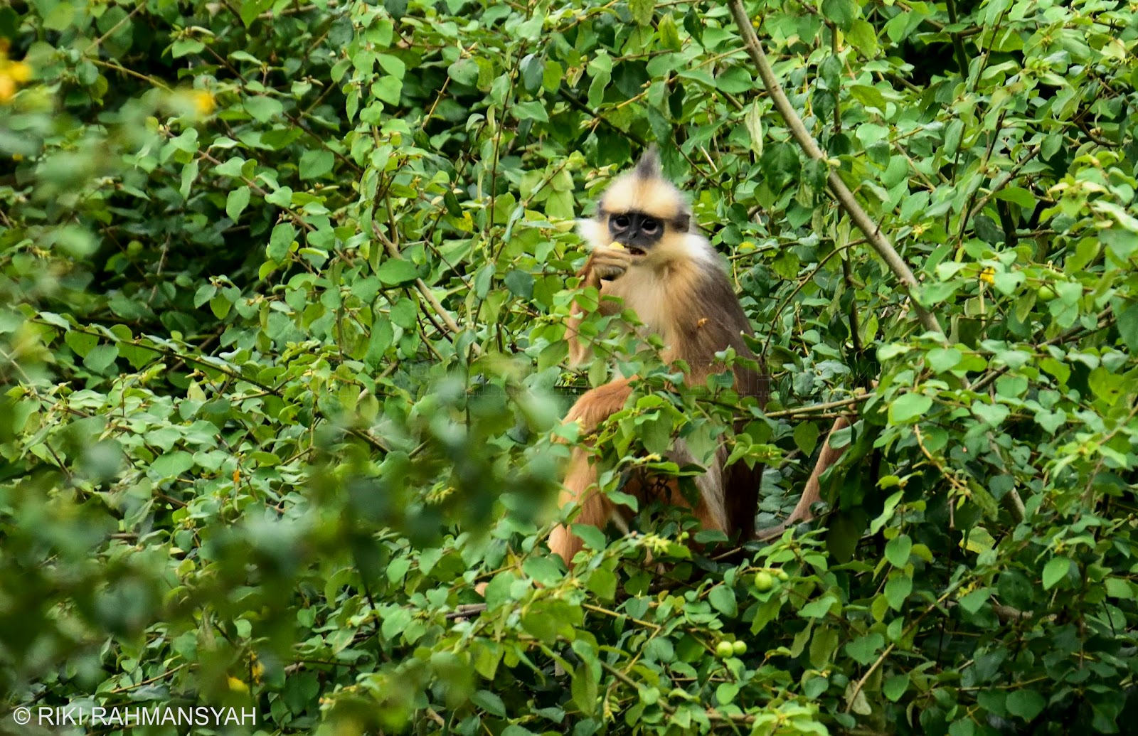 Simpai - Sumatran Surili/Mitered Leaf-monkey (Presbytis melalophos ...