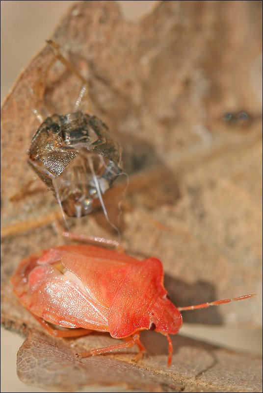 Carnet rose....chez les punaises!