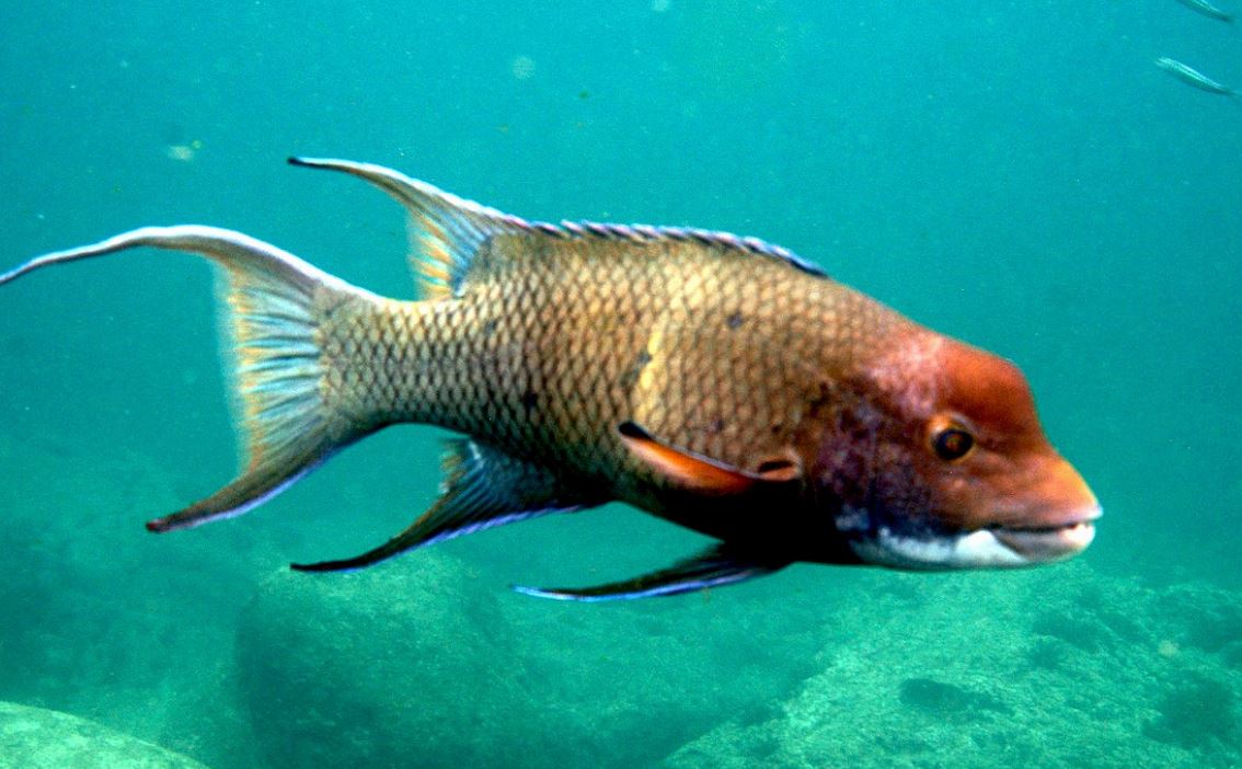 LA BIODIVERSIDAD DE PANAMÁ: La Biodiversidad Panameña (Los peces)