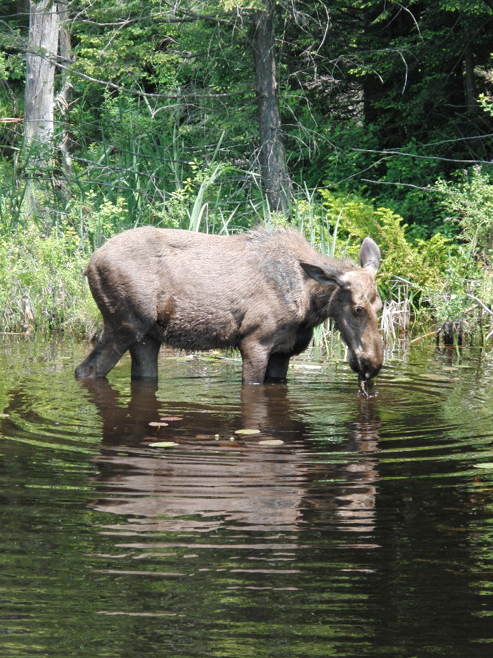 palblog: MOOSE!!!