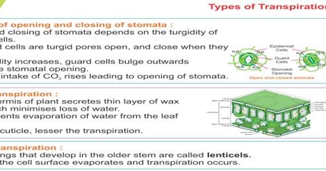 Transpiration ~ Dhiraj's Blog