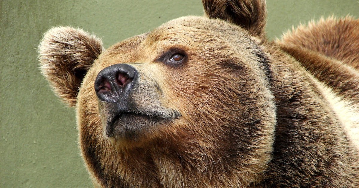 Too Two Late Bloomers Fuzzy Wuzzy Is A Bear too-two-late-bloomers-fuzzy-wuzzy-is-a-bear