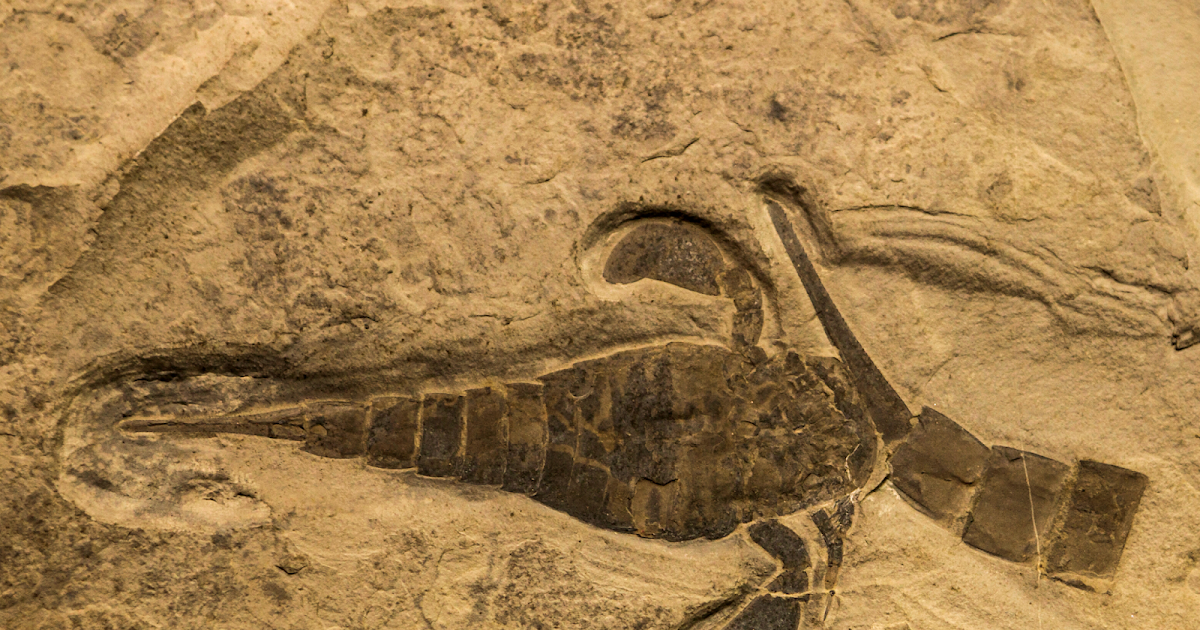 FOSSIL HUNTRESS: EURYPTERIDS: ANCIENT MARINE ARTHROPODS