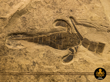 FOSSIL HUNTRESS: EURYPTERIDS: ANCIENT MARINE ARTHROPODS