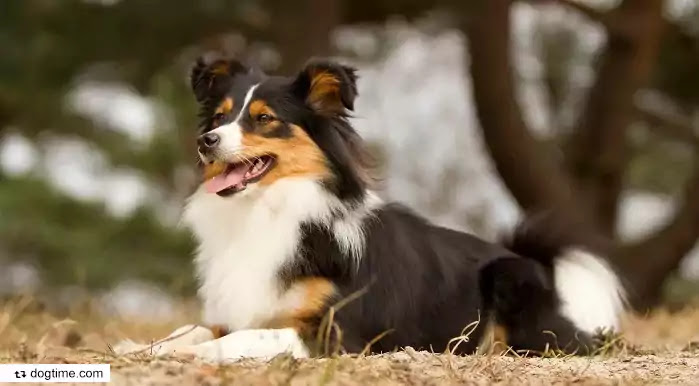 Are Sheepdog Aggressive