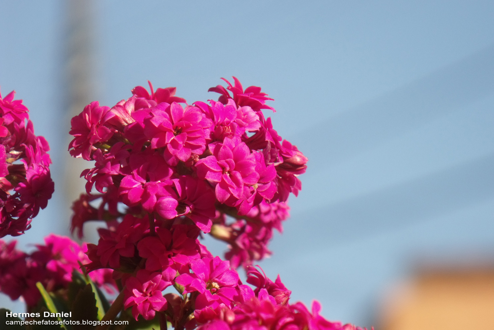 Flores Diversas - Campeche Fatos e Fotos