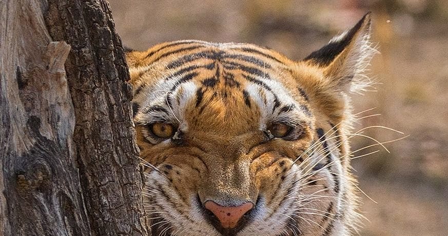 daily timewaster: The Predator's Stare