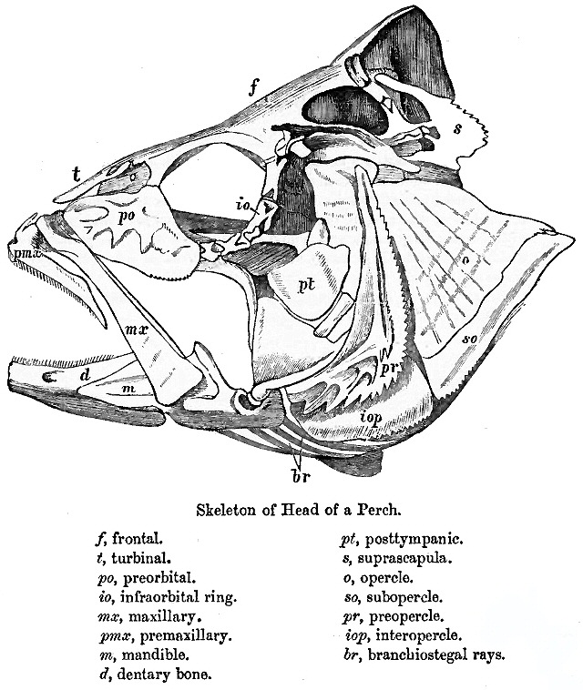 FOSSIL HUNTRESS: ICHTHYOSAUR BASIOCCIPITAL BONE AND TELEOST FISH