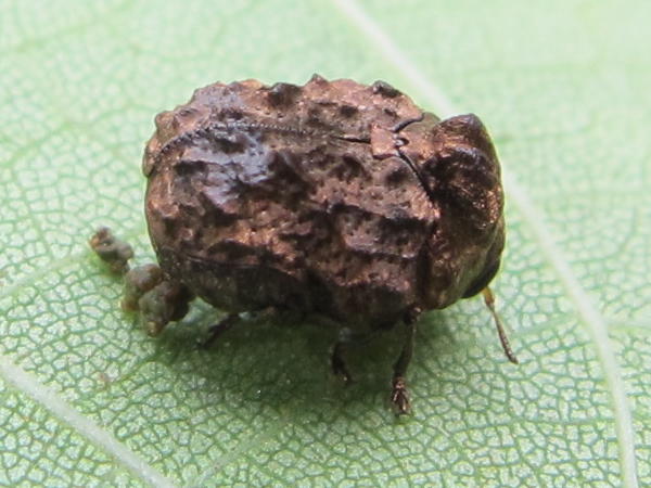 Blue Jay Barrens: Warty Leaf Beetle