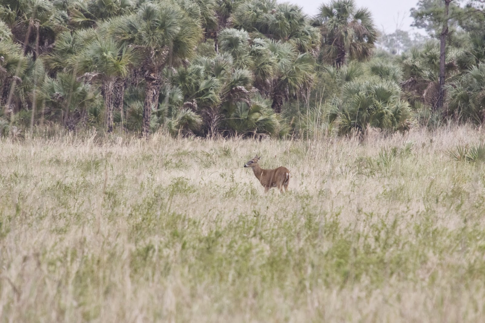Take Another Road: Finding Adventure in Florida Wildlife Management Areas