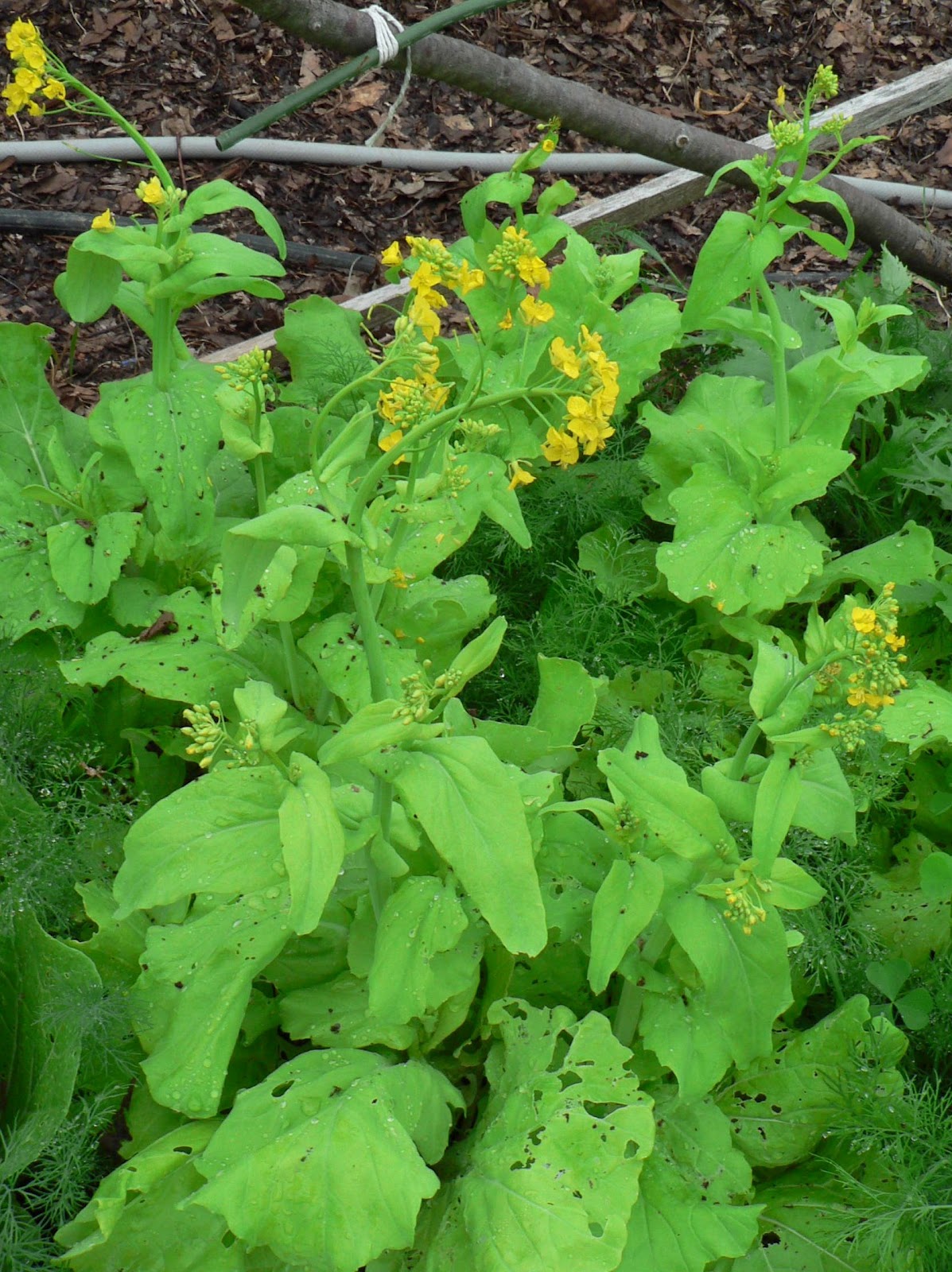 Visit My Garden: Asian Greens