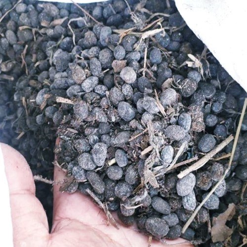 Kotoran Kambing Disulap menjadi Pakan Ikan Lele oleh Warga Kaligunting ...