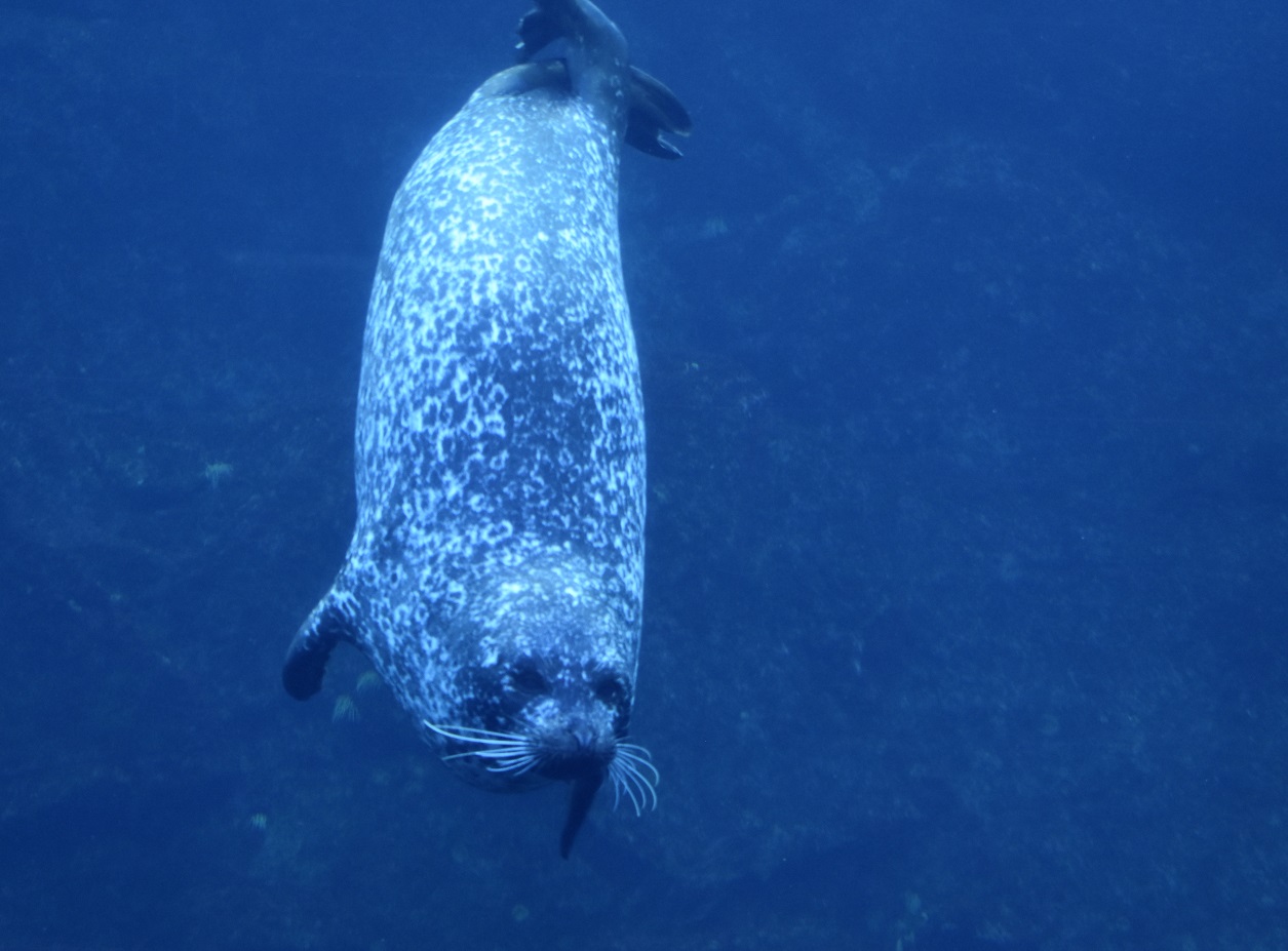ZOOTOGRAFIANDO (6.100 ANIMALS): FOCA COMÚN O MOTEADA / HARBOUR SEAL ...