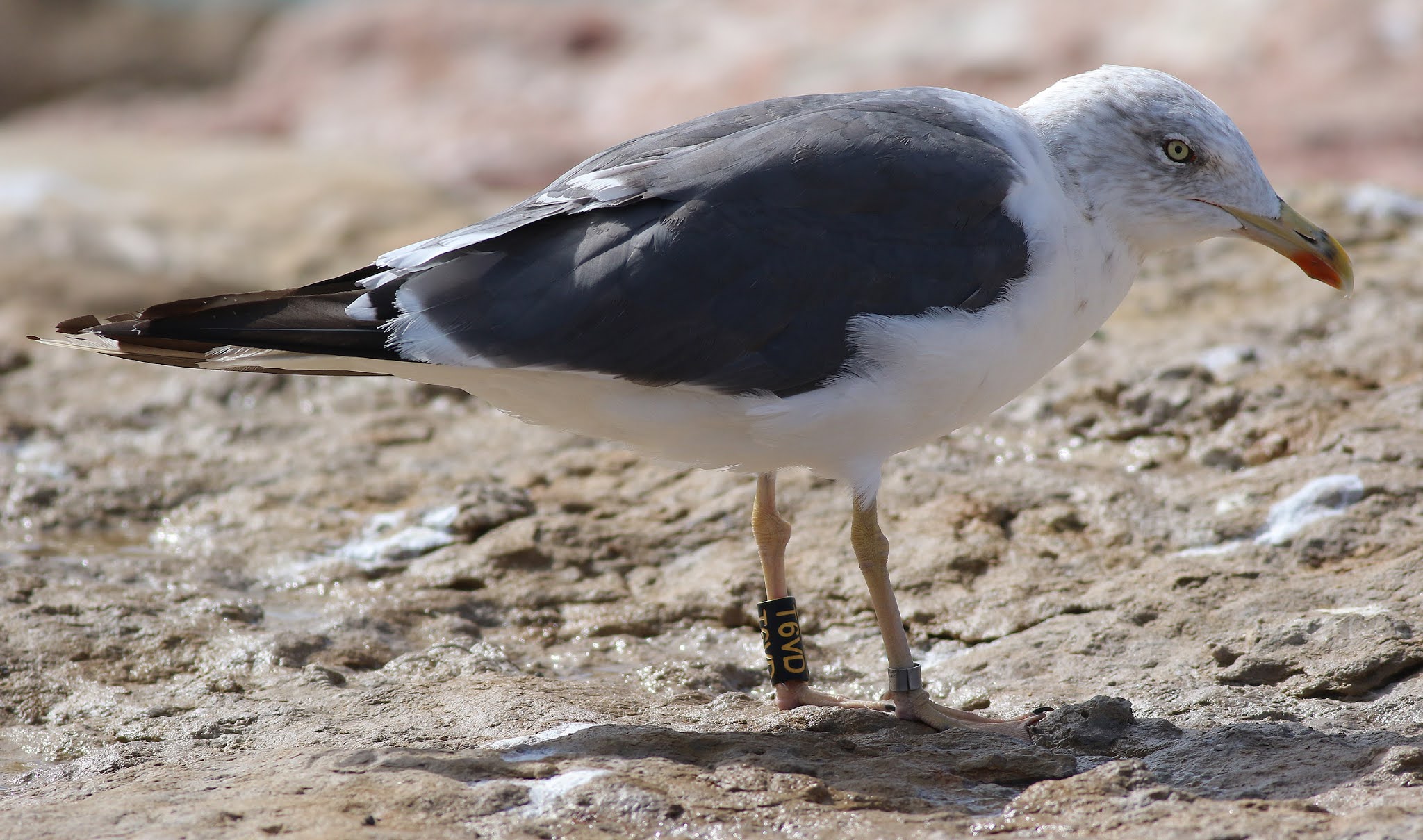 Colour ringed birds