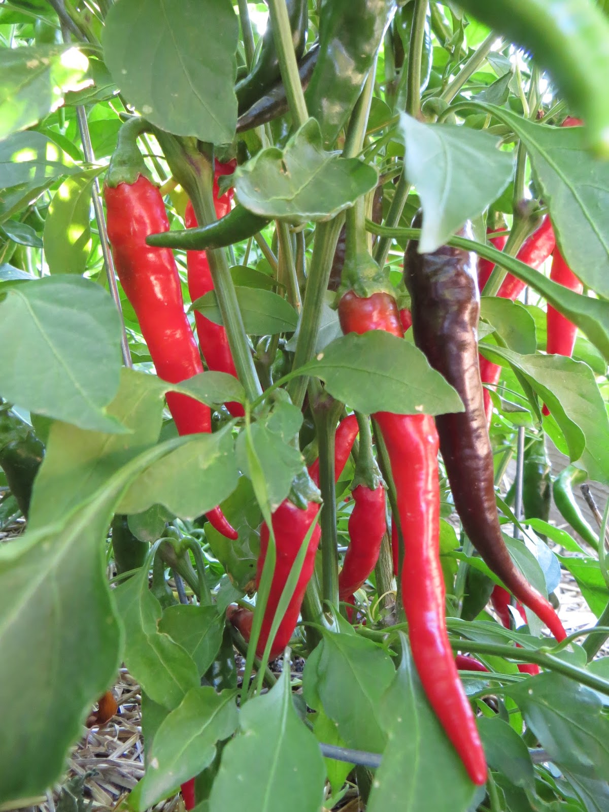 Cayenne Peppers – 6 Health Benefits & Recipes | Ever Growing Farm
