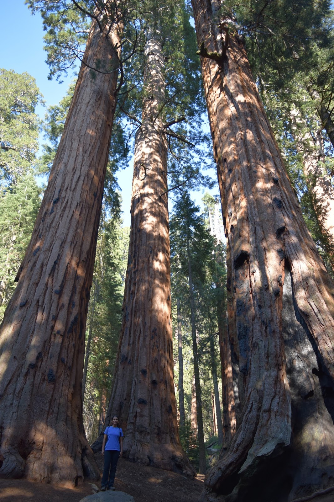 MoFate's Drop in the Bucket List: Sequoia and Kings Canyon National ...