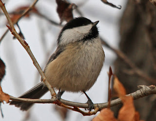 Akayo'kaki A'pawaawahkaa: Jumping Mice, Chickadee Food, And Two-Winged ...