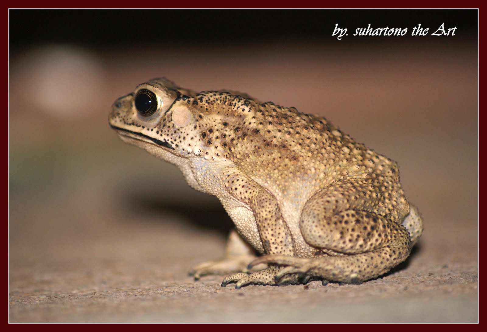 suhartono the Art: The Cute of Toad|Photography and exoticism Indonesia ...