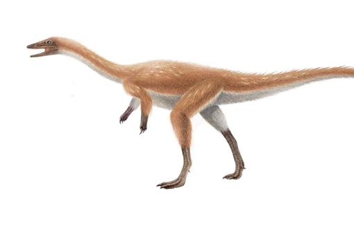 Fundacion Dinosaurios Cyl: Descubren dos nuevos «eslabones» entre ...