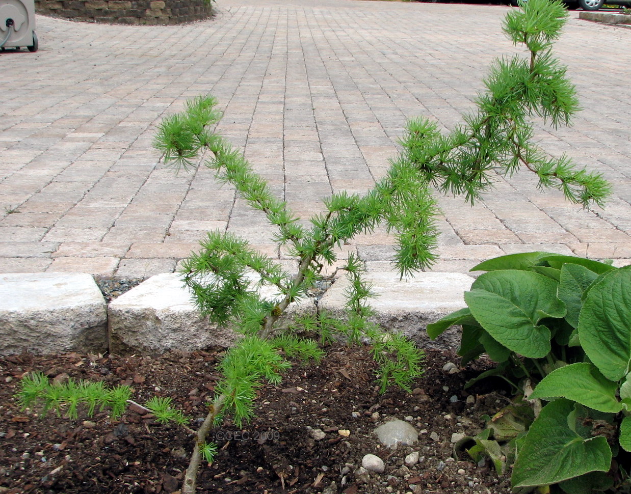 Gardener's Roost: 'Tis the Plant Sale Season