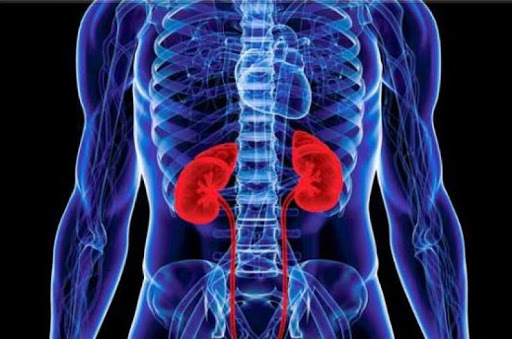 Anatomia del riñon.