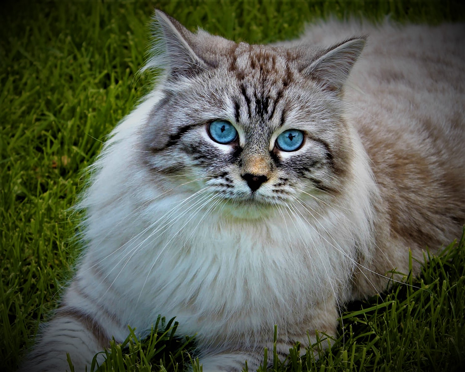 Neva Masquerade, price, breed, description, personality, diseases and care.