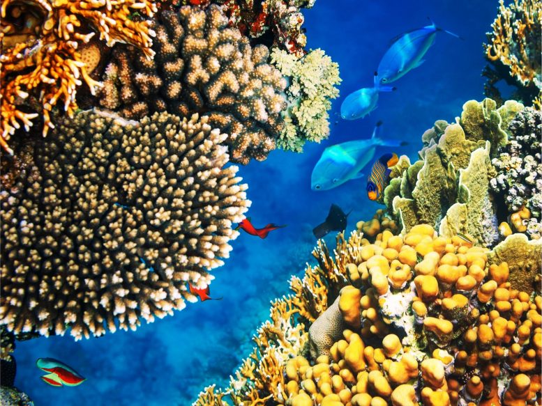 Biodiversity, Climate Change and the Fate of Coral Reefs ...