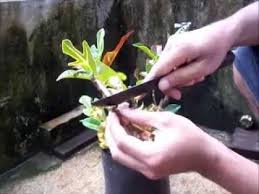 IPA Pengertian Mencangkok, Menyetek, Merunduk, Okulasi, Mengenten: 2014