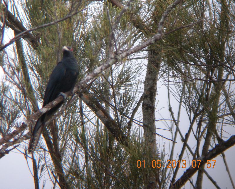 Birdwatching In Miri, Sarawak: Bird Watching at Piasau camp Miri
