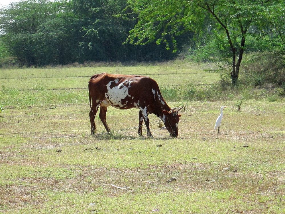 January 2014 - ARUNACHALA BIRDS