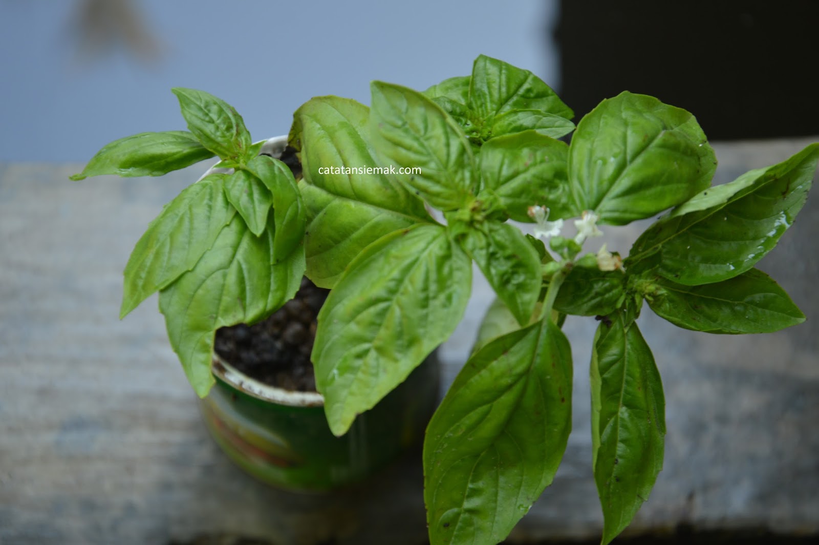 Menanam Basil dengan Stek Batang - Catatan Emak