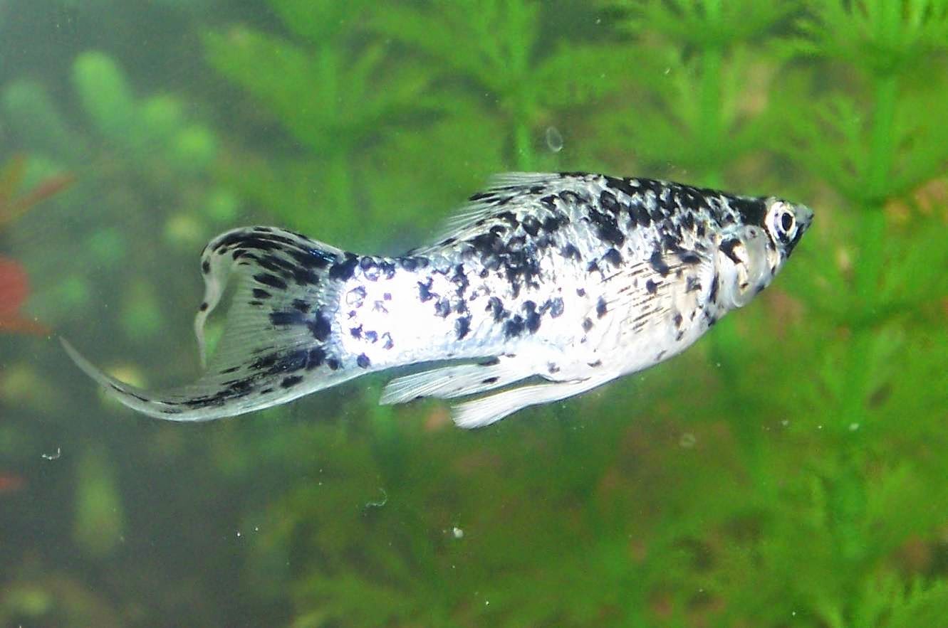 MOLLY FISH photos - wallpapers | the fun bank