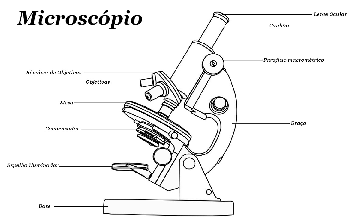 Biologia dia a dia: Trabalho sobre Microscópios..