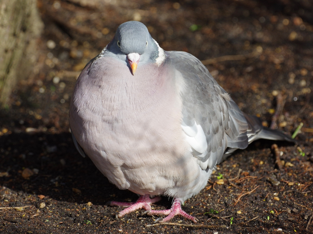 Kensington Gardens and Hyde Park birds