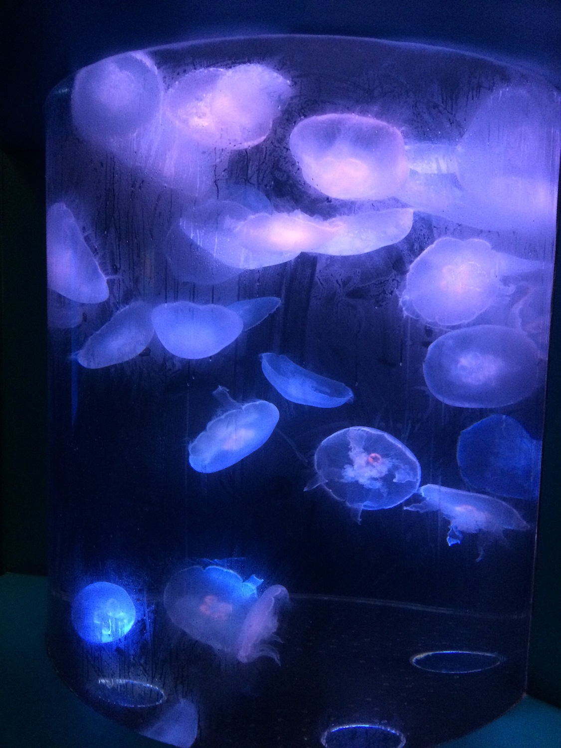 Fresh Angeles: Aquarium of the Pacific: Where The Jellies Are