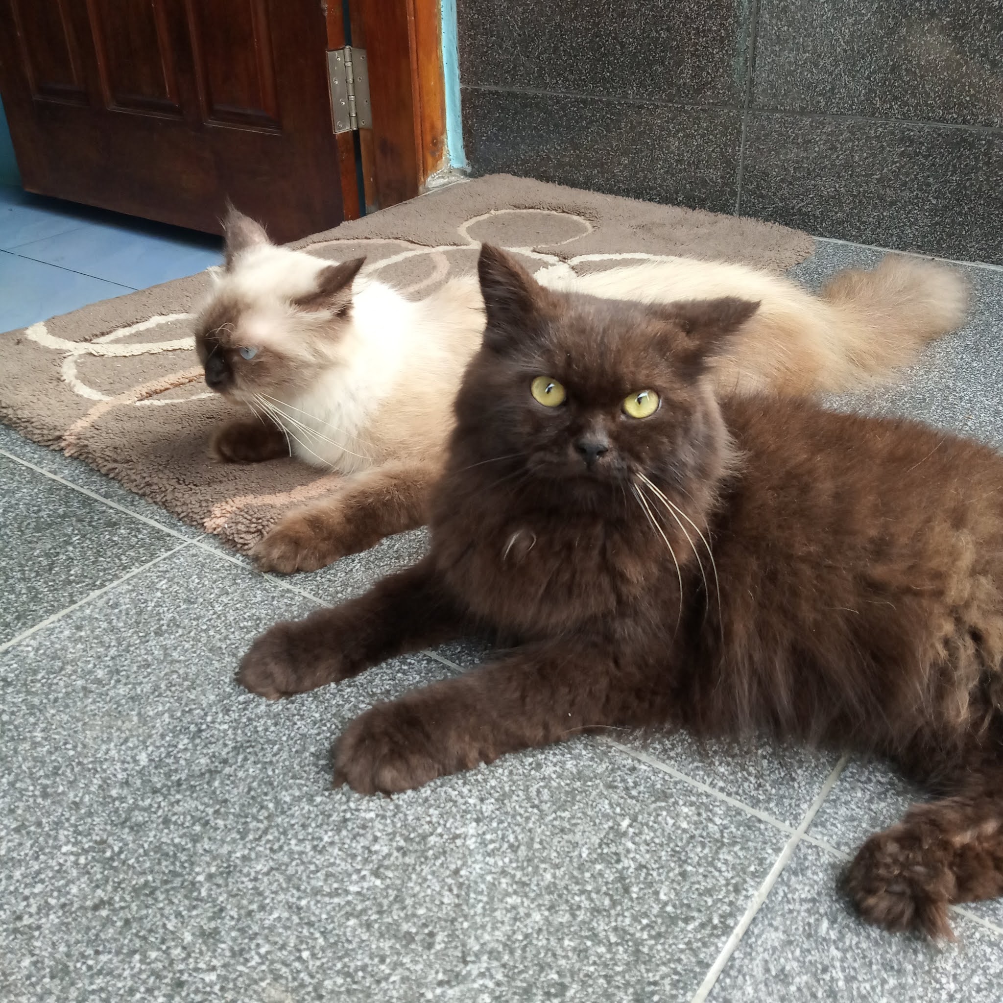 Pengalaman Merawat Kucing Terkena FLUTD | Rika Altair - Lifestyle Blogger