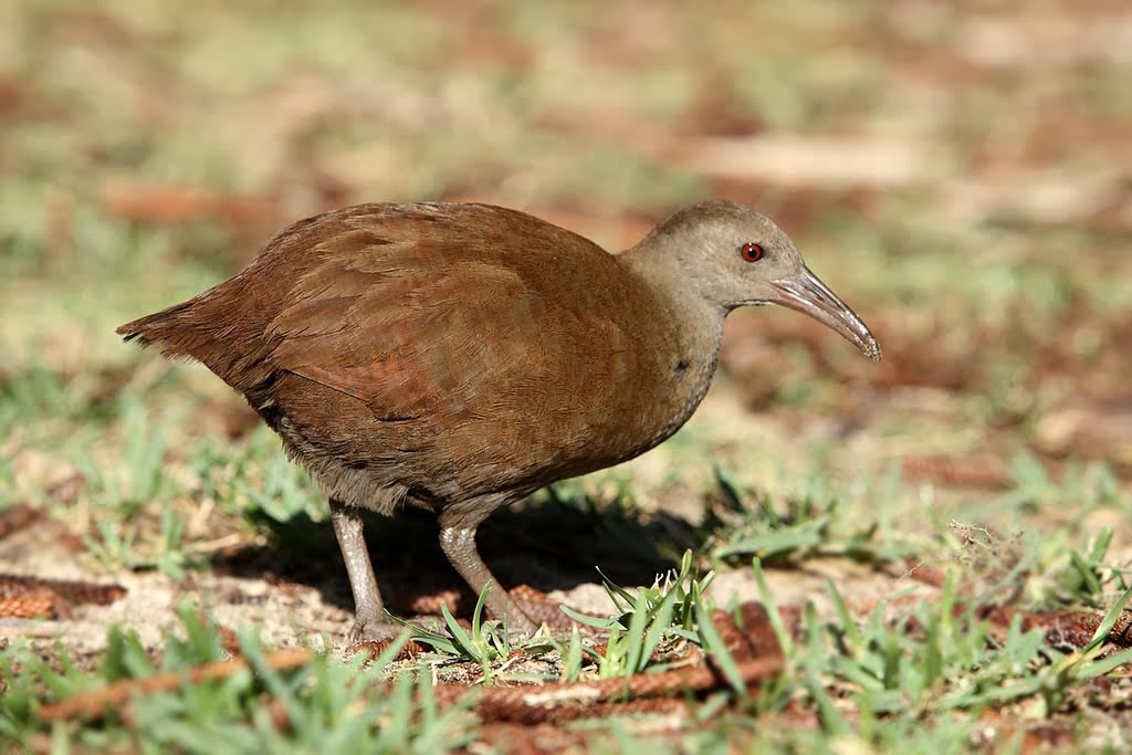 Birds That Cannot Fly ~ Explore Amazing World