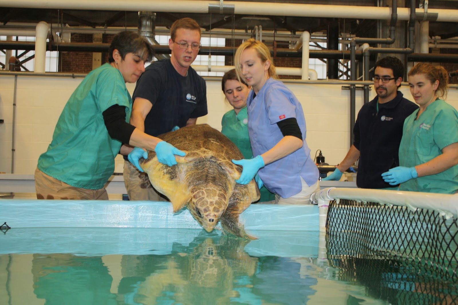 Marine Animal Rescue Team Blog