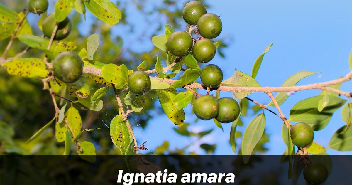 Ignatia amara (homeopathie)