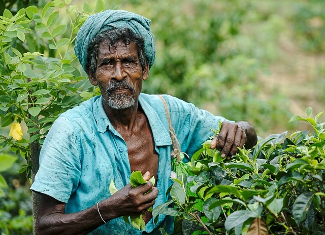 Plight of Ceylon Tea Workers | Sri Lanka Guardian