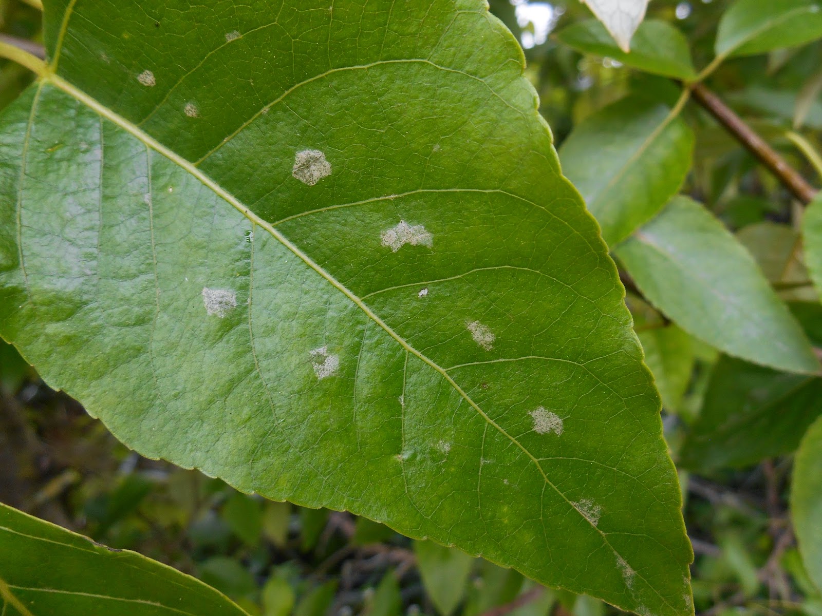 Tony's Blog: Kentle Wood in early May