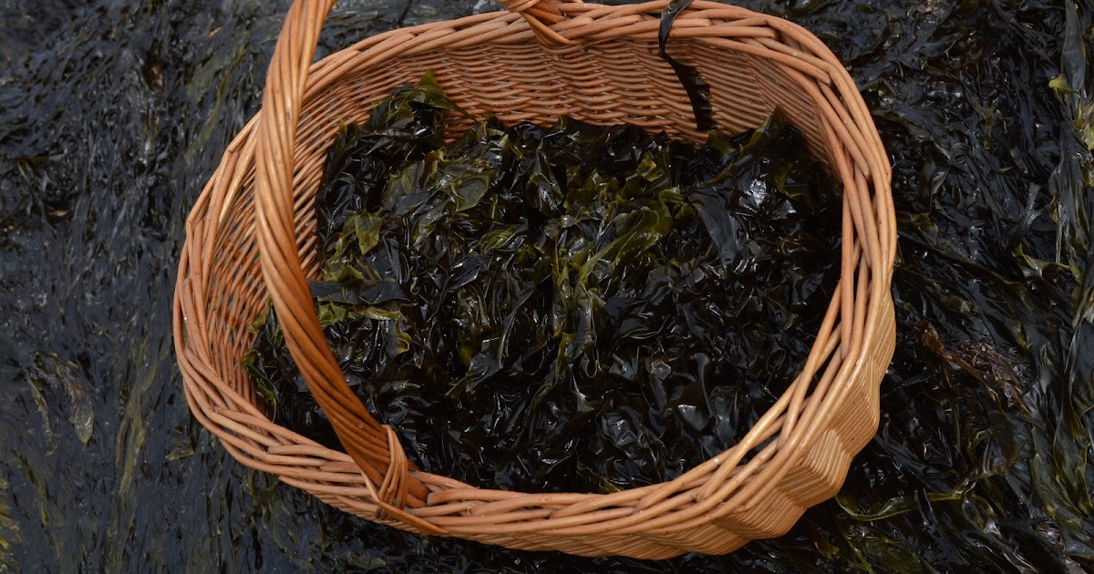 Seaweed: Laver - Porphyra - Nori