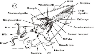 Biología interactiva: Imágenes de ayuda para disección de calamar