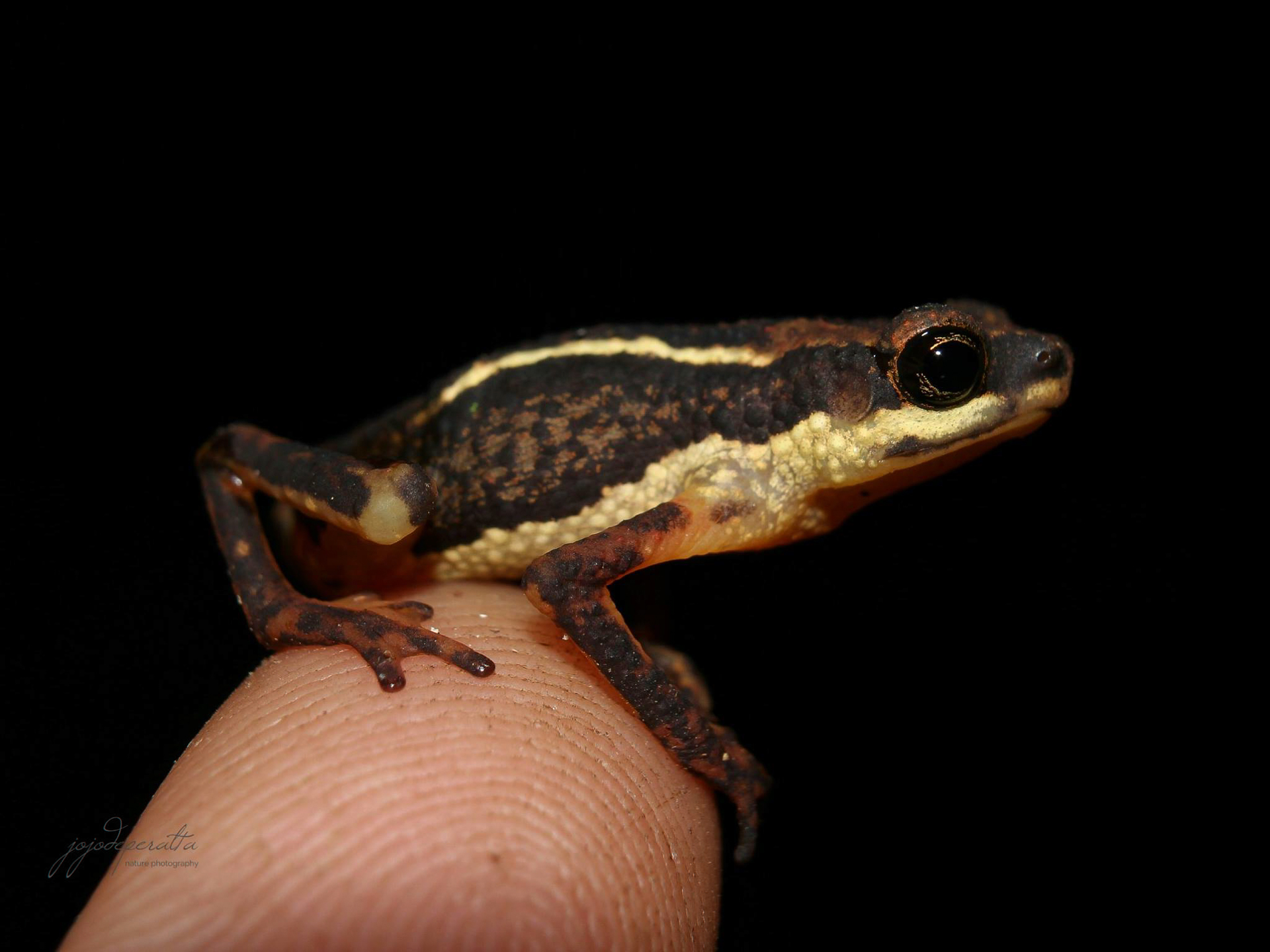 Palawan Toadlet – Palawan’s most controversial amphibian