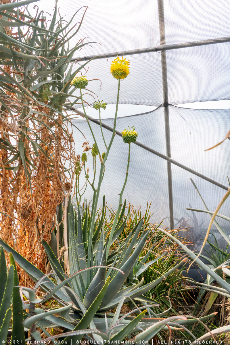 John Miller's fabulous aloe garden (January 2021)
