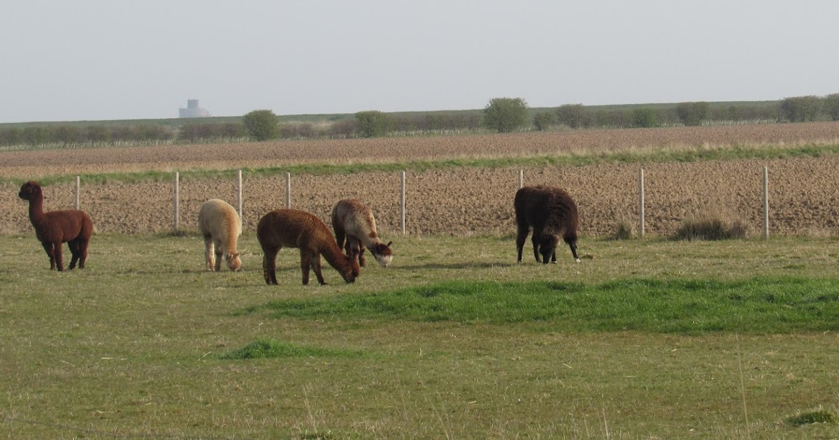 The Wryneck: TEN-MINUTE TWITCH: ALPACA PADDOCK, BRAYBROOK FARM, TETNEY ...