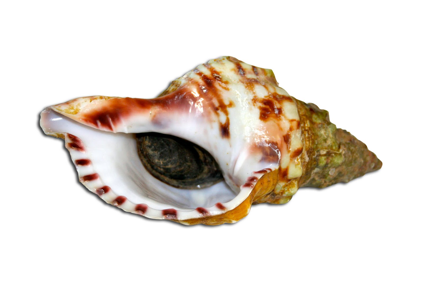 ¿Por qué decimos que en las caracolas se oye el mar?